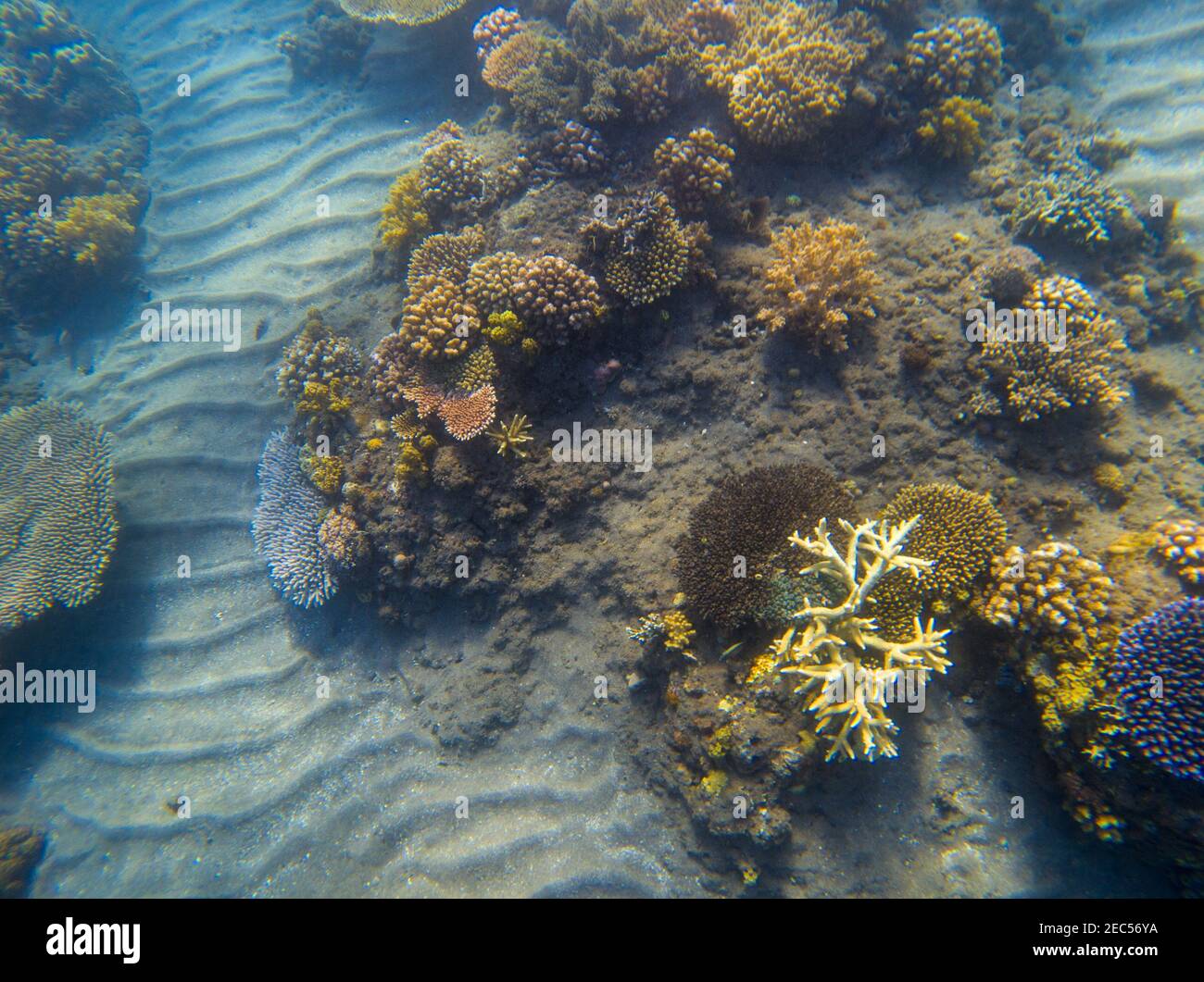 Underwater landscape with coral reef. Young coral formation with ...