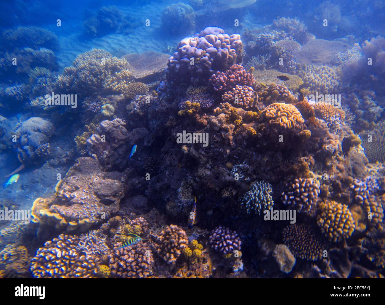 Blue sea water landscape with coral reef. Young coral formation with ...