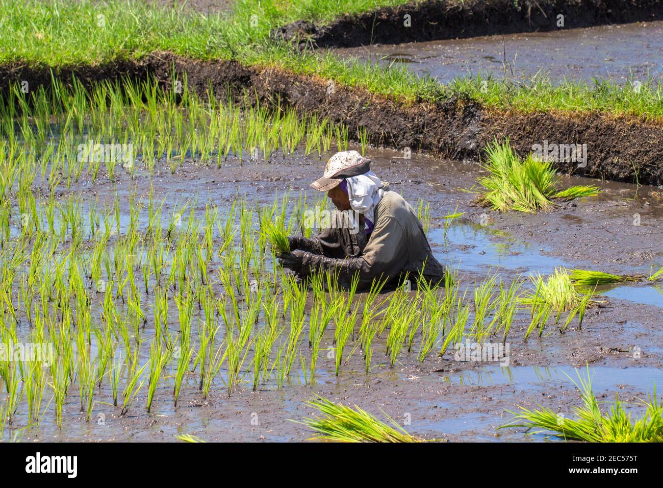 Dumaguete, Philippines - 1 May, 2017: A man sows the field with rice ...