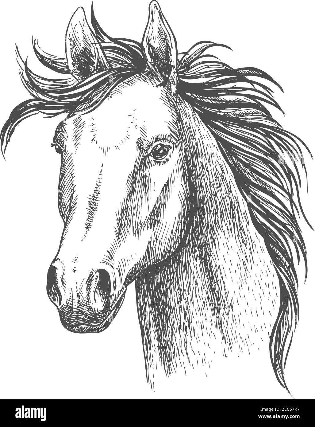 Mare horse sketch symbol. Equestrian sport, riding club, horse racing ...