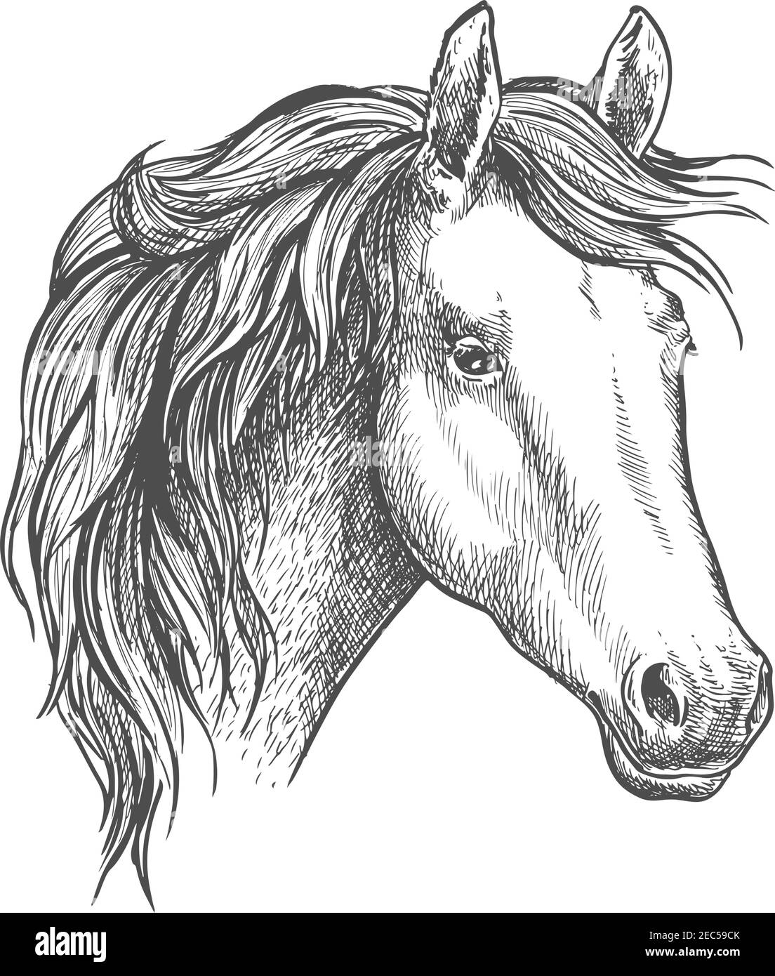 Arabian horse sketch of a head of purebred mare. Horse racing symbol or ...
