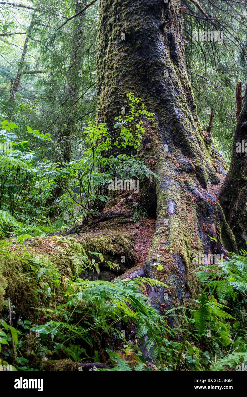 Sitka National Historical Park in Sitka, Alaska Stock Photo - Alamy