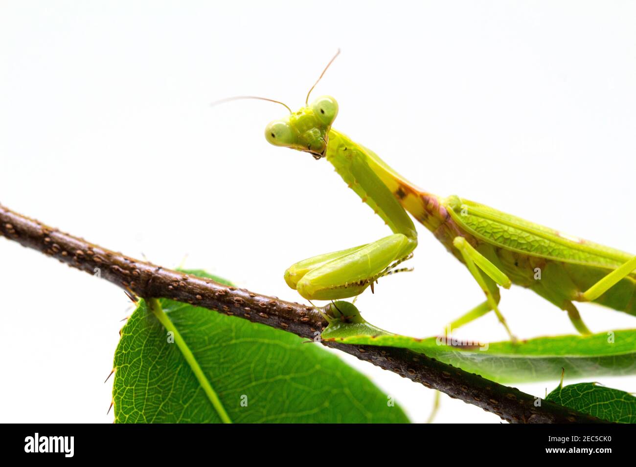 Mantis on green branch on white background. Green mantis on green plant ...