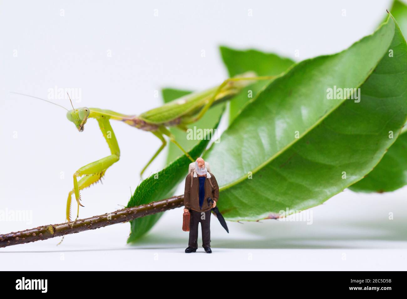 Traveler figurine and green mantis on white background. Senior ...