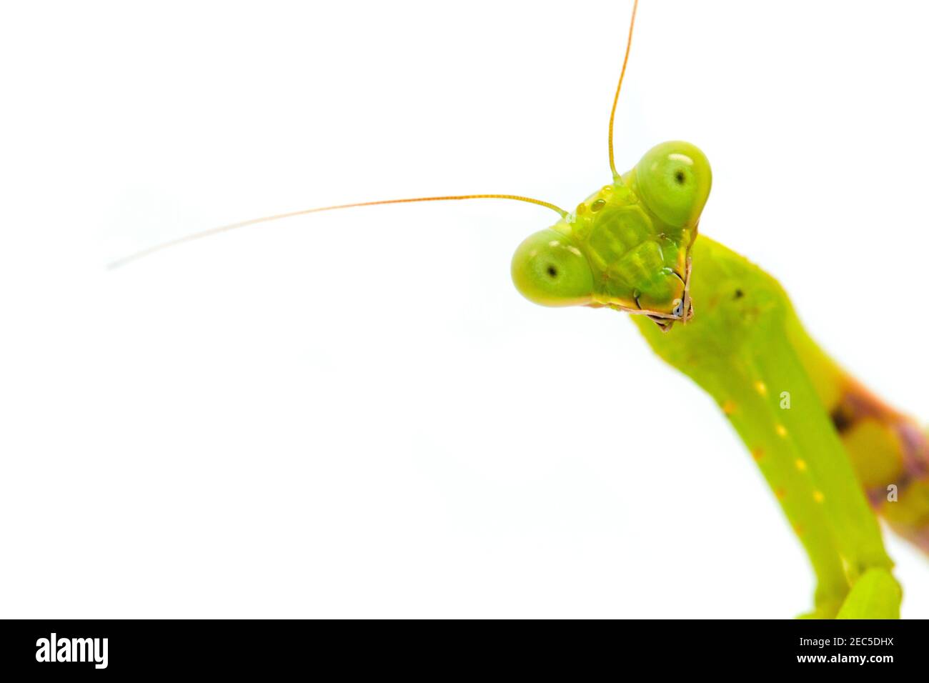 Mantis looking in camera. Real mantis studio photo on white background ...