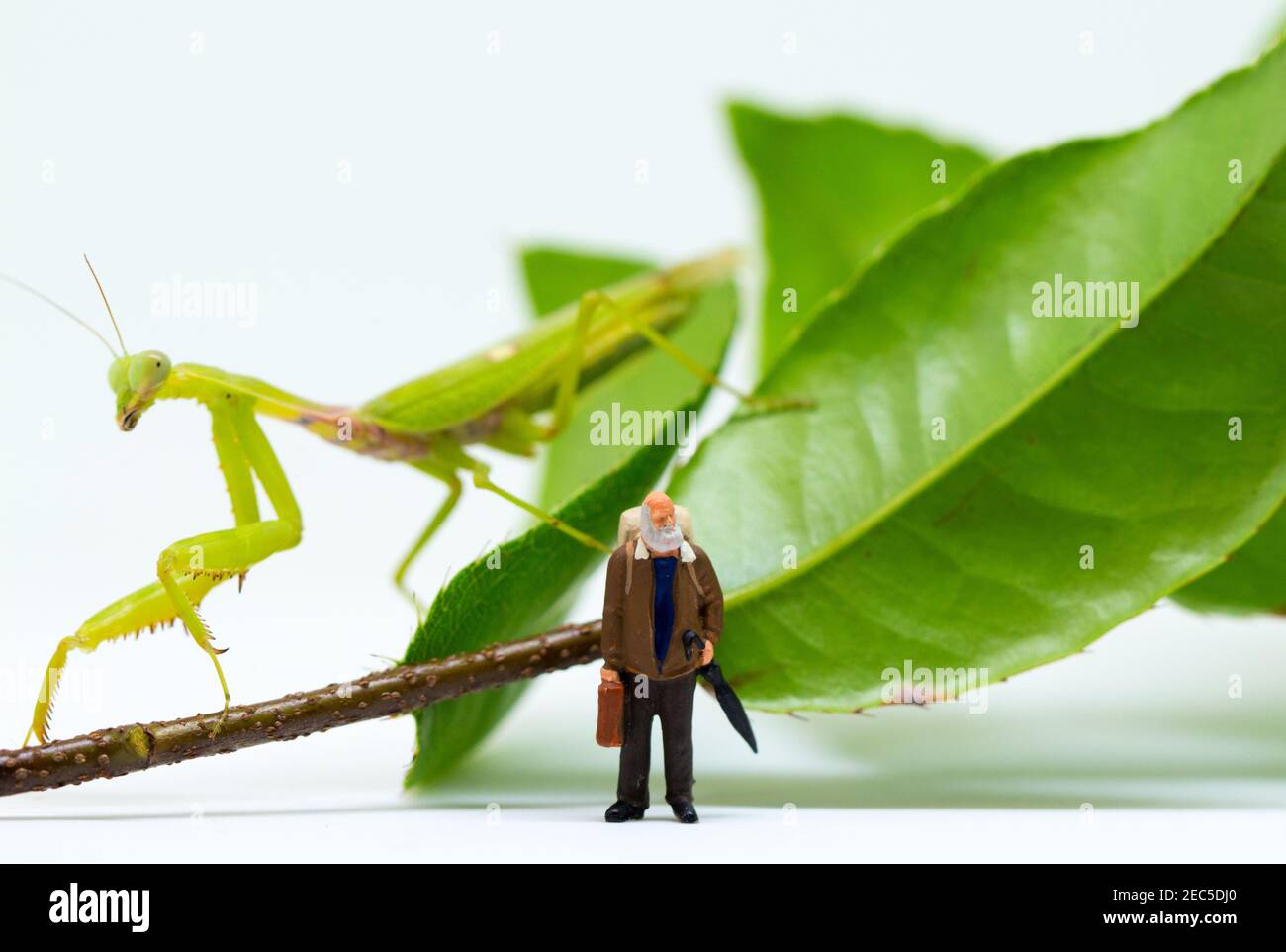 Traveler figurine and green mantis on white background. Senior ...