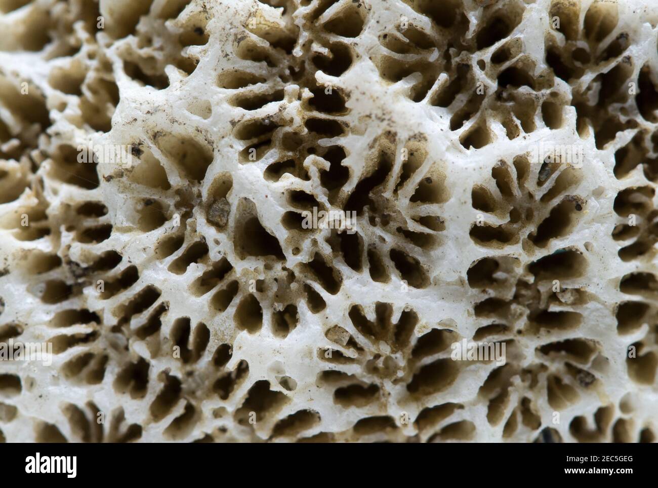 Coral structure close-up. Dead coral reef macro photo. White coral ...