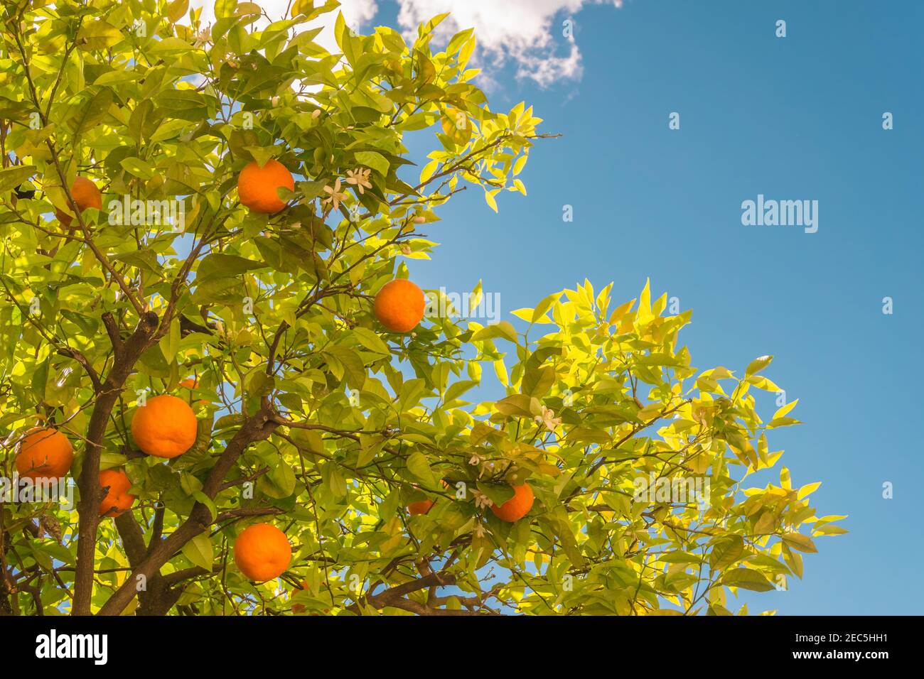 Citrus plantation spain hi-res stock photography and images - Alamy