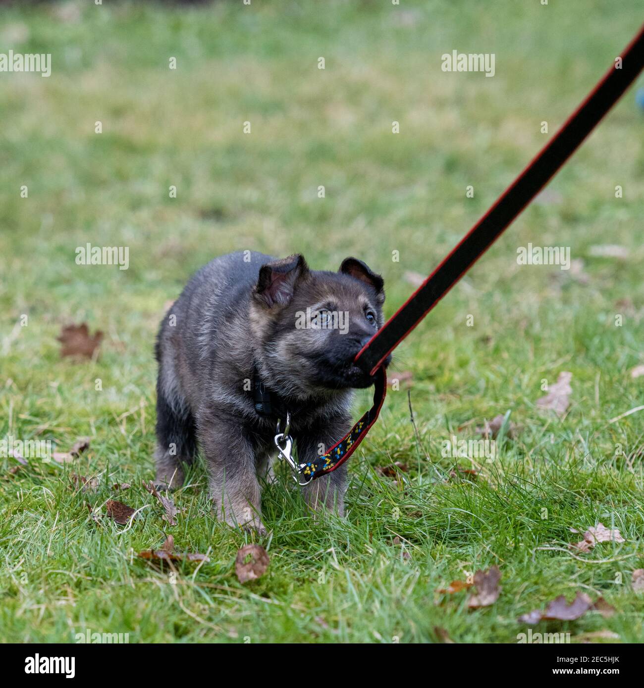 An eight weeks old German Shepherd puppy playing in green grass. Sable ...
