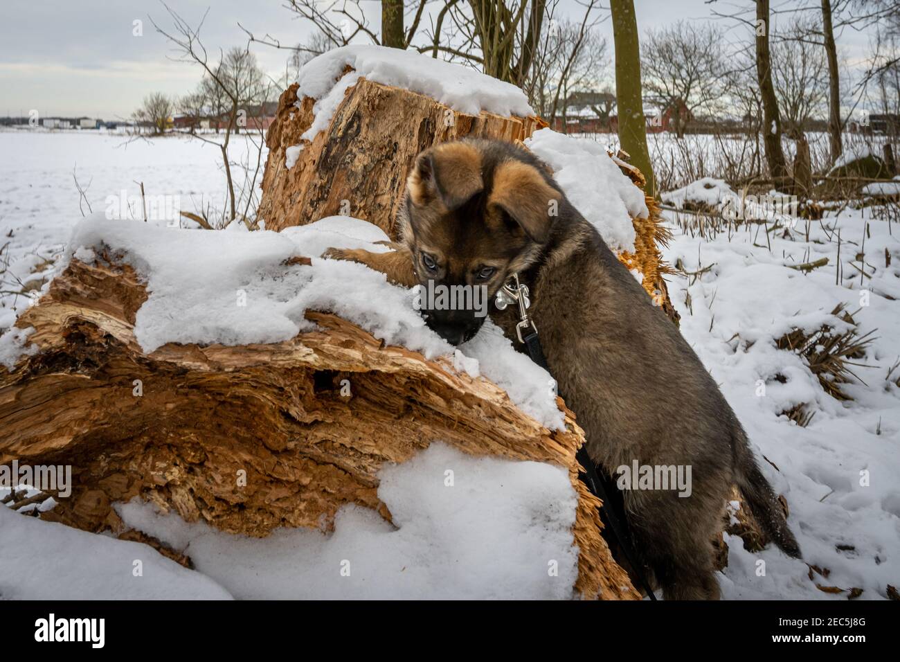 A ten weeks old German Shepherd puppy play on a tree stump. Snow in the ...