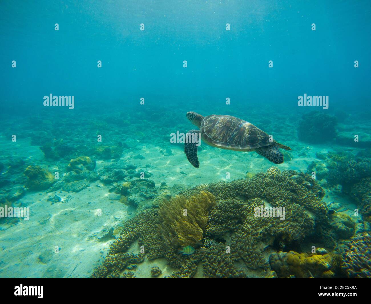 Sea turtle by sand seabottom underwater photo. Undersea landscape with ...