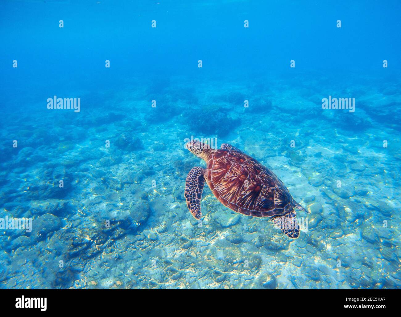 Wild turtle in blue water above corals. Olive green turtle underwater ...