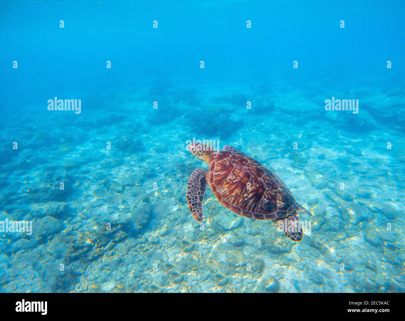 Marine tortoise in water. Olive green turtle underwater photo. Sea ...