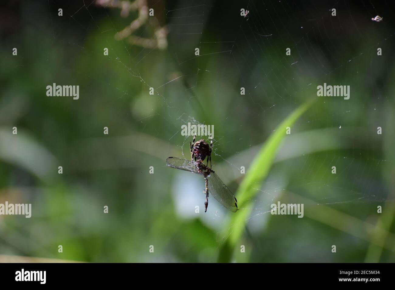 Prey entangled hi-res stock photography and images - Alamy