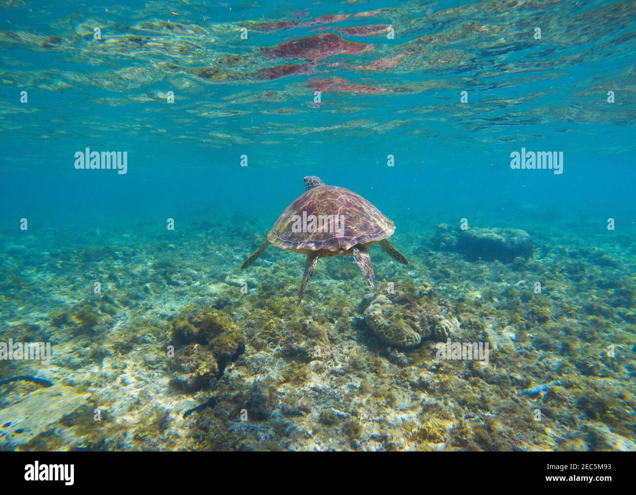 Tortoise in blue water. Olive green turtle underwater photo. Sea animal ...