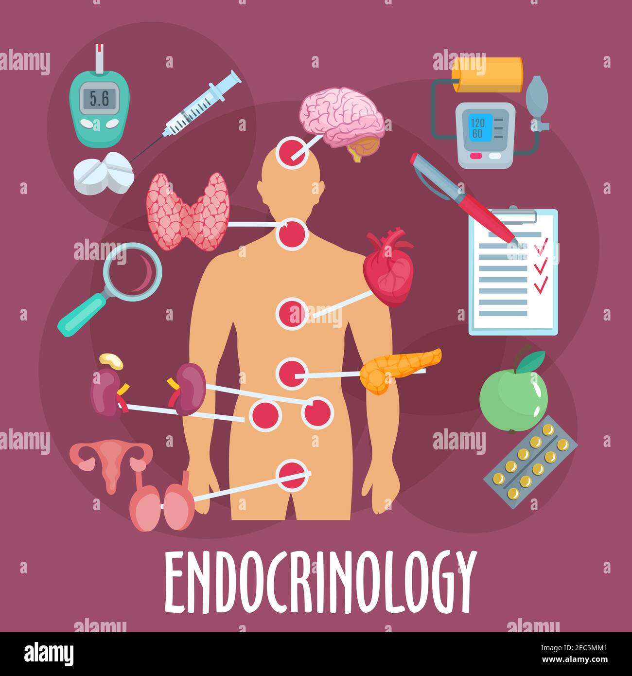 Endocrine glands hi-res stock photography and images - Alamy