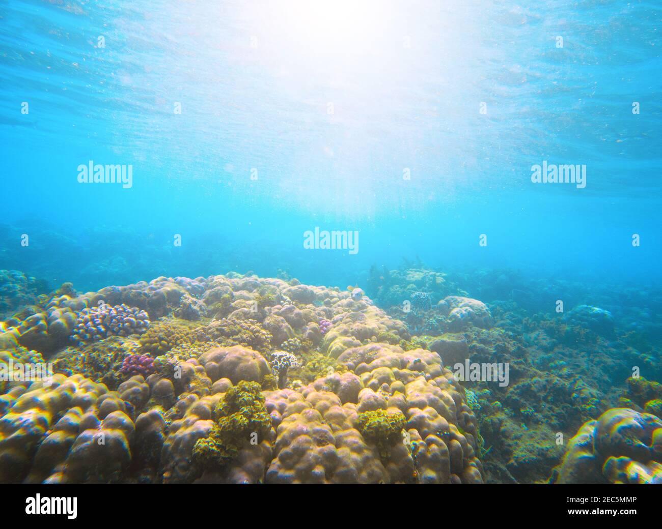 Coral reef under sunlight flare in sea water. Deep blue sea perspective ...