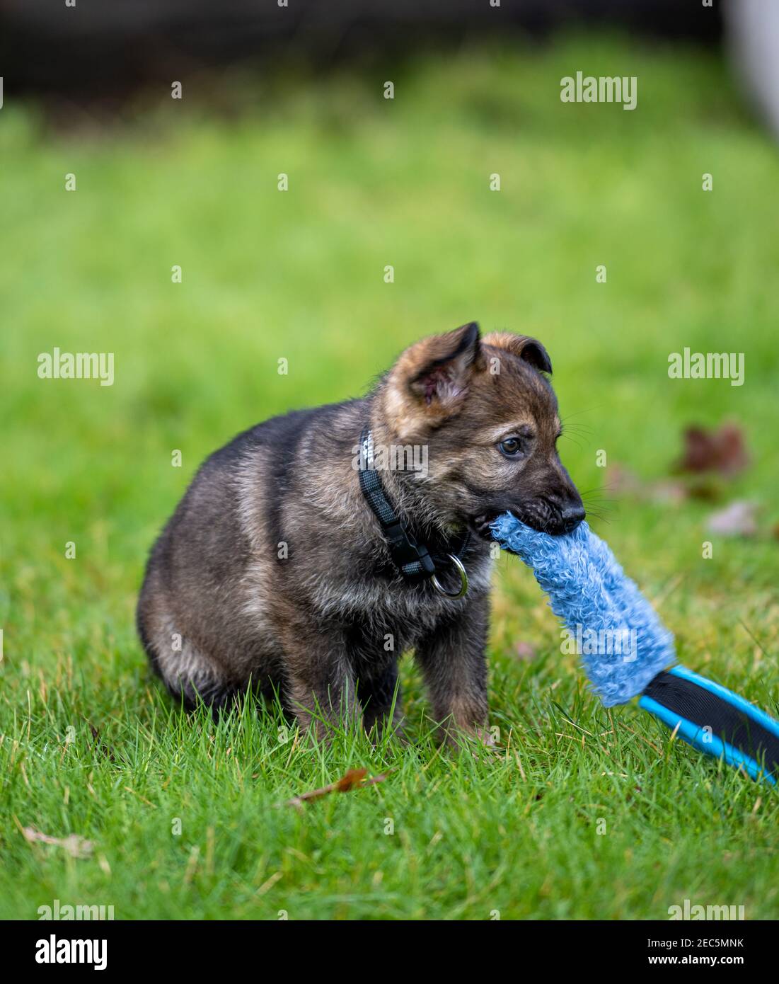 An eight weeks old German Shepherd puppy playing in green grass. Sable ...
