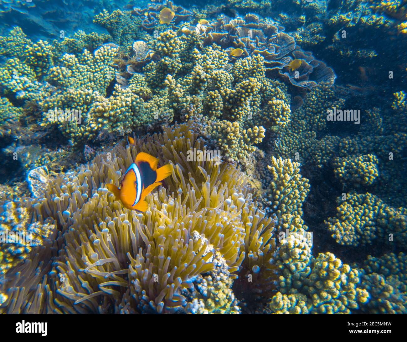 Small Deep Sea Fish Species High Resolution Stock Photography and ...