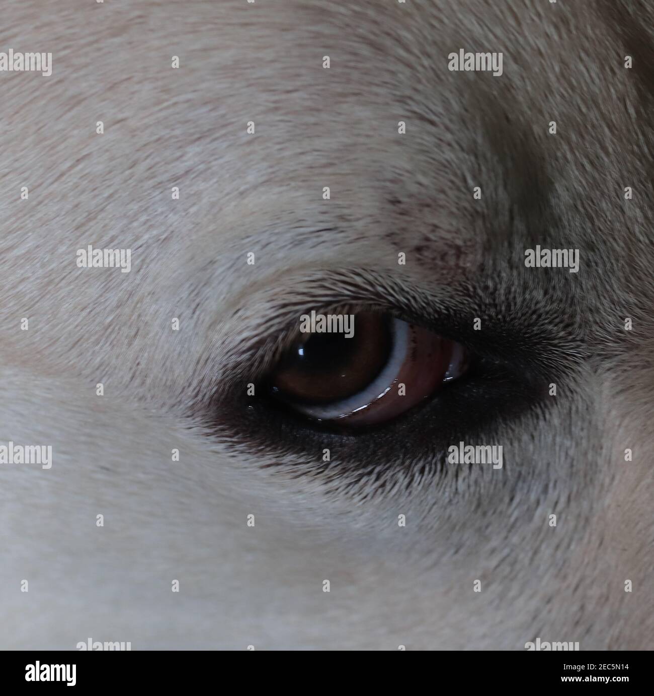 Close-up of the eye of a Labrador puppy Stock Photo - Alamy