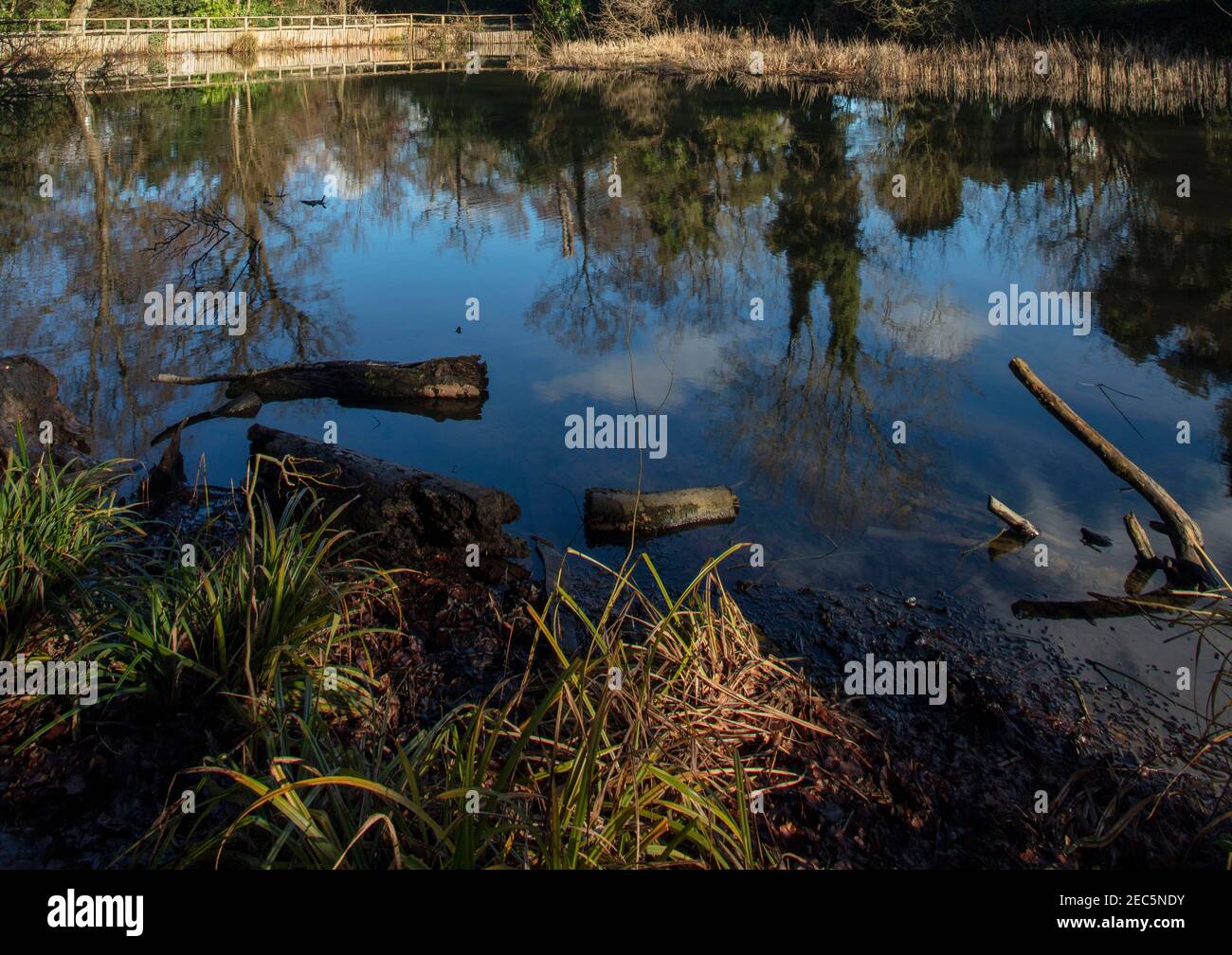 Late winter landscape of Keston middle pond in glorious winter sunshine ...