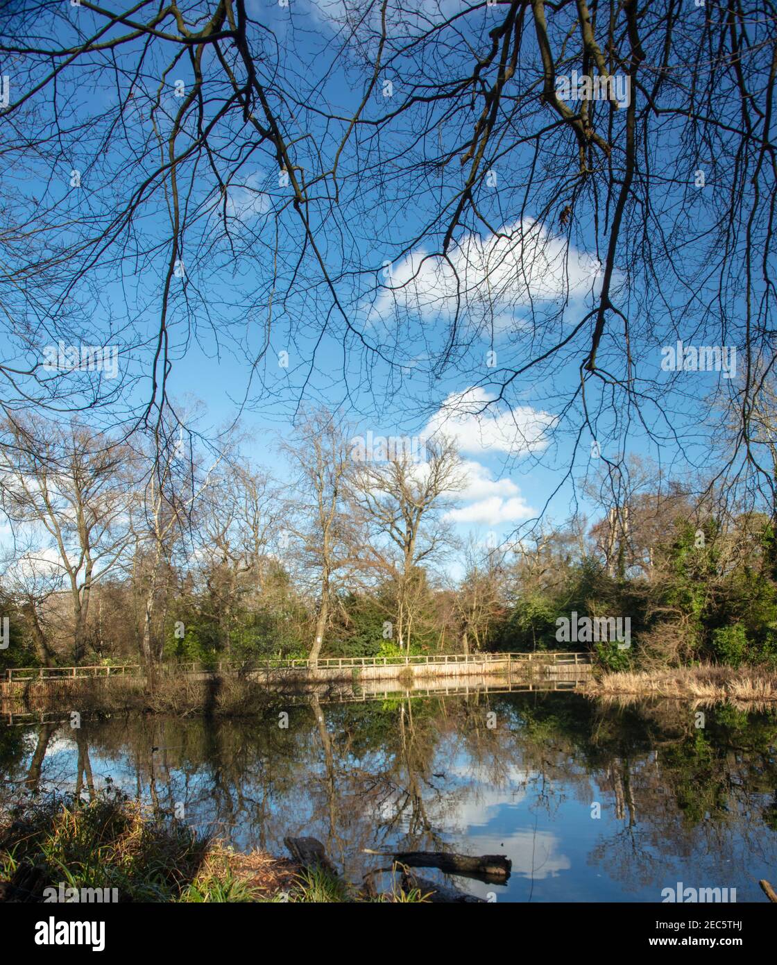 Late winter landscape of Keston middle pond in glorious winter sunshine ...