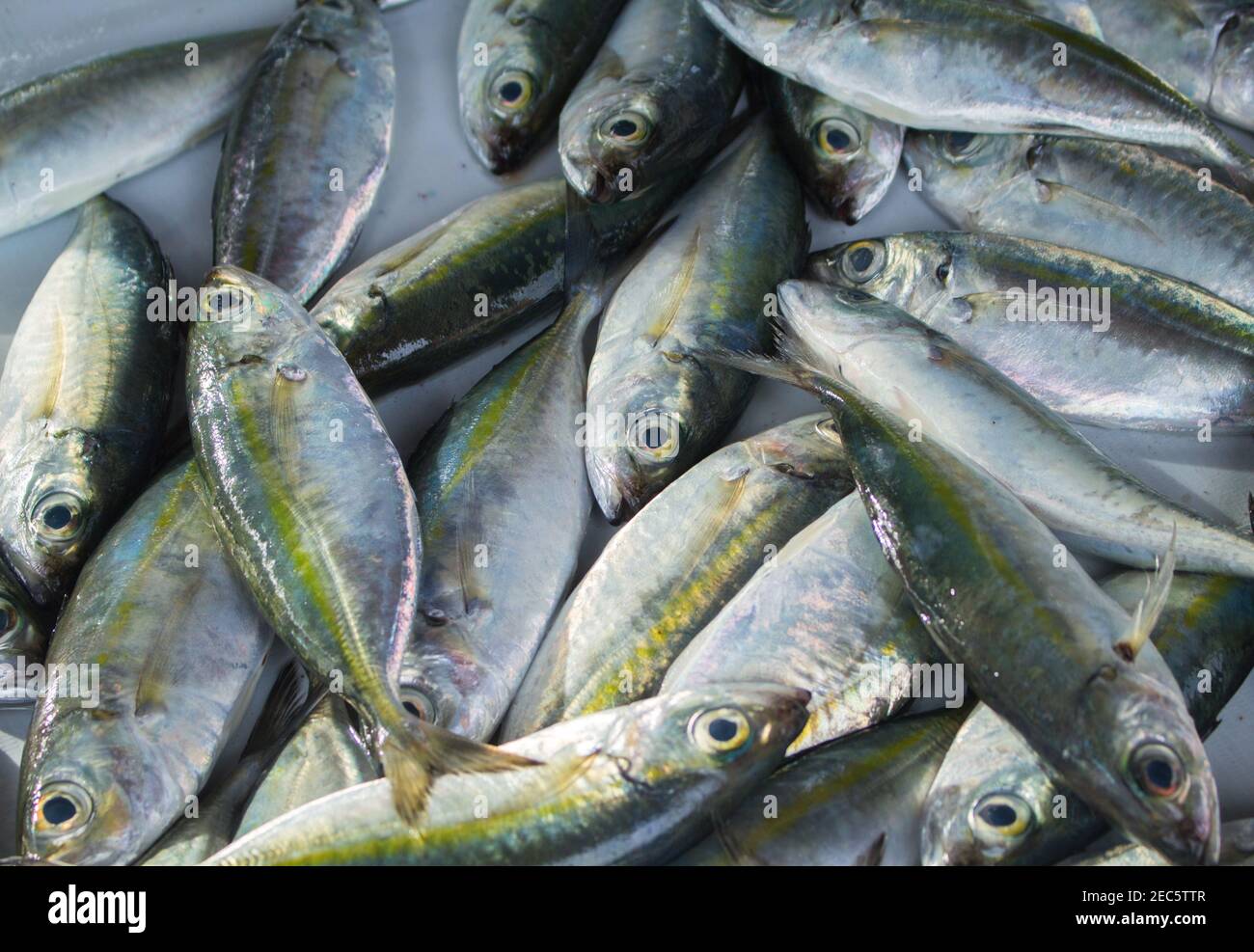 Silver green tropical fish catch on fish market table. Striped coral ...