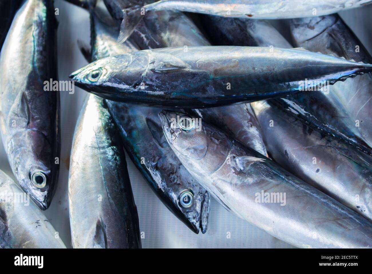 Fresh silver tropical fish catch on fish market table. Oceanic fish for ...