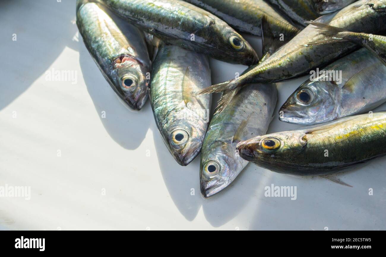 Silver green tropical fish on sunny fish market table. Striped coral ...