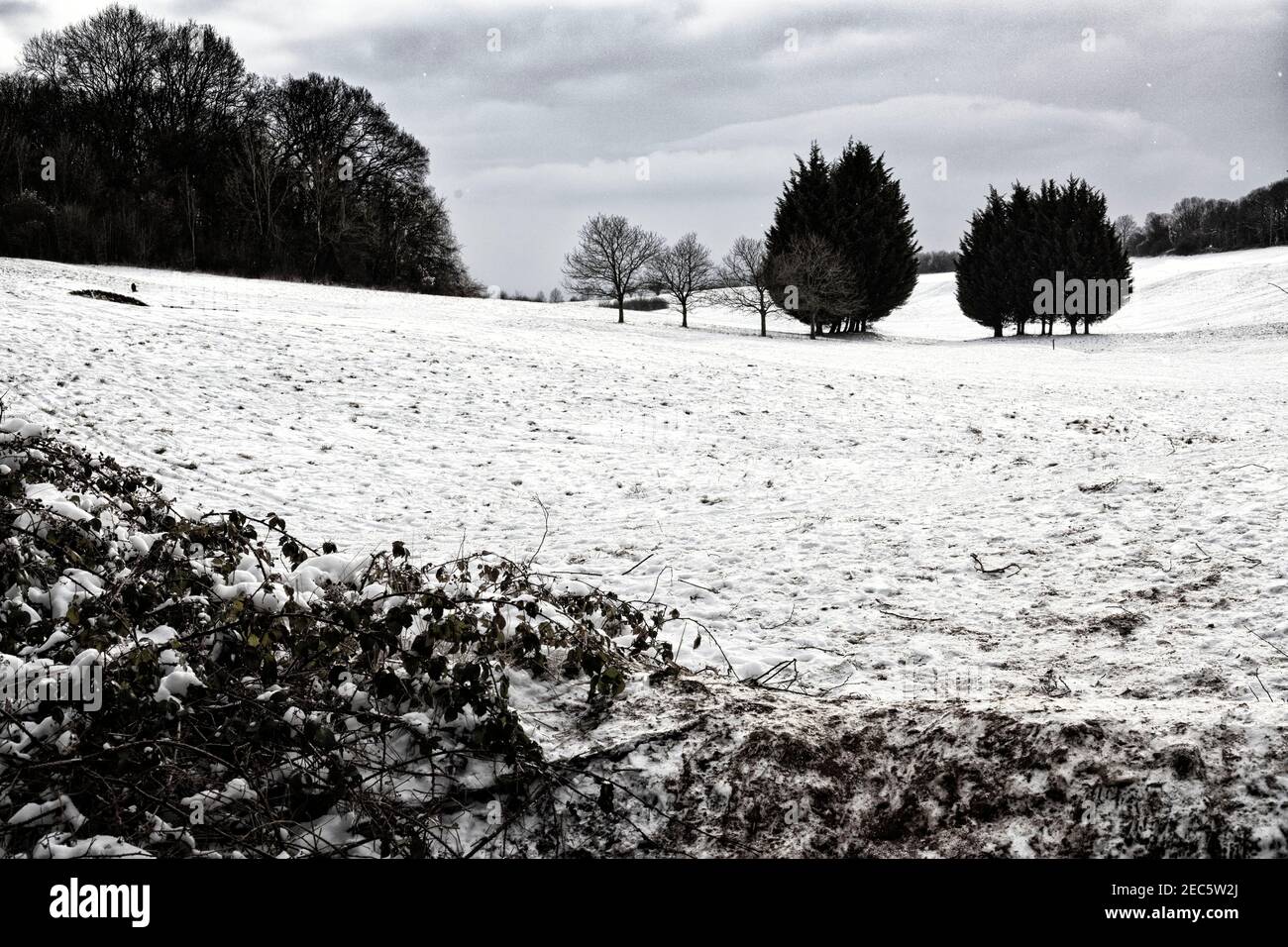 Snow covered open field with standing trees and moody grey/blue sky and ...