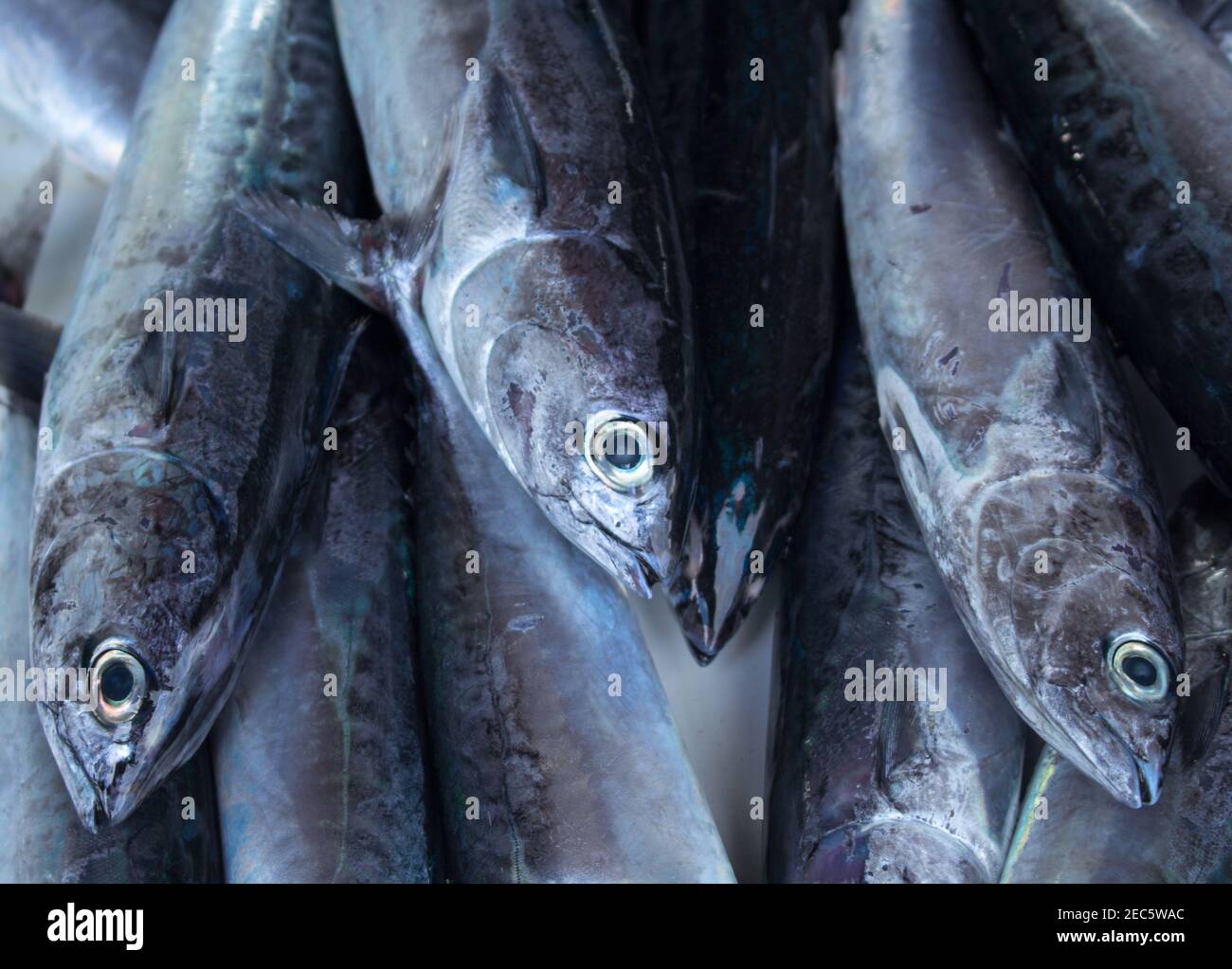 Fresh silver tropical fish closeup on fish market table. Oceanic fish ...