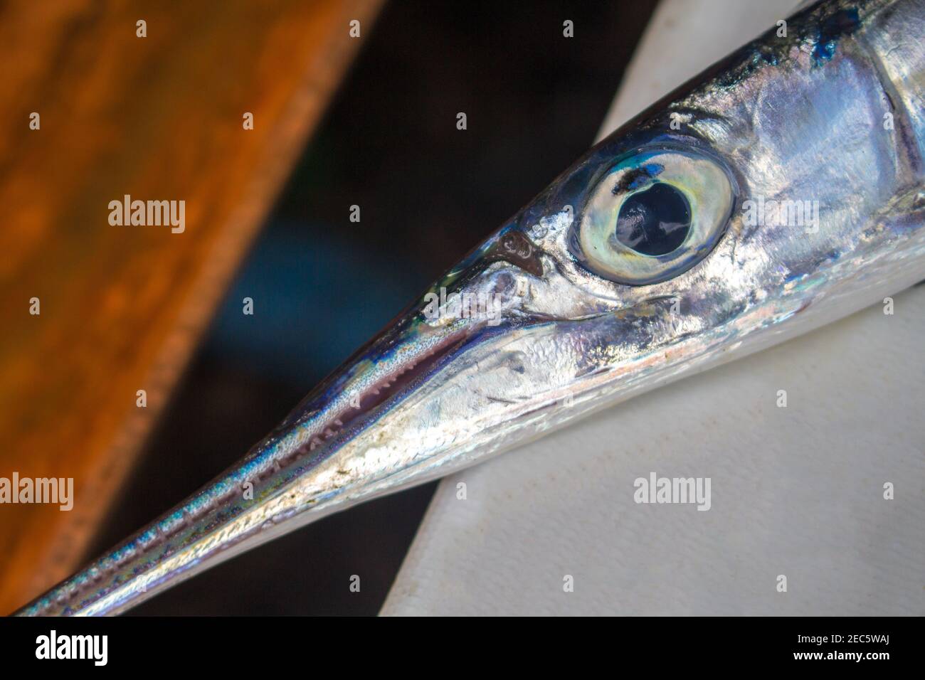 Fish head on white background. Sea fish Flute closeup. Narrow long fish ...