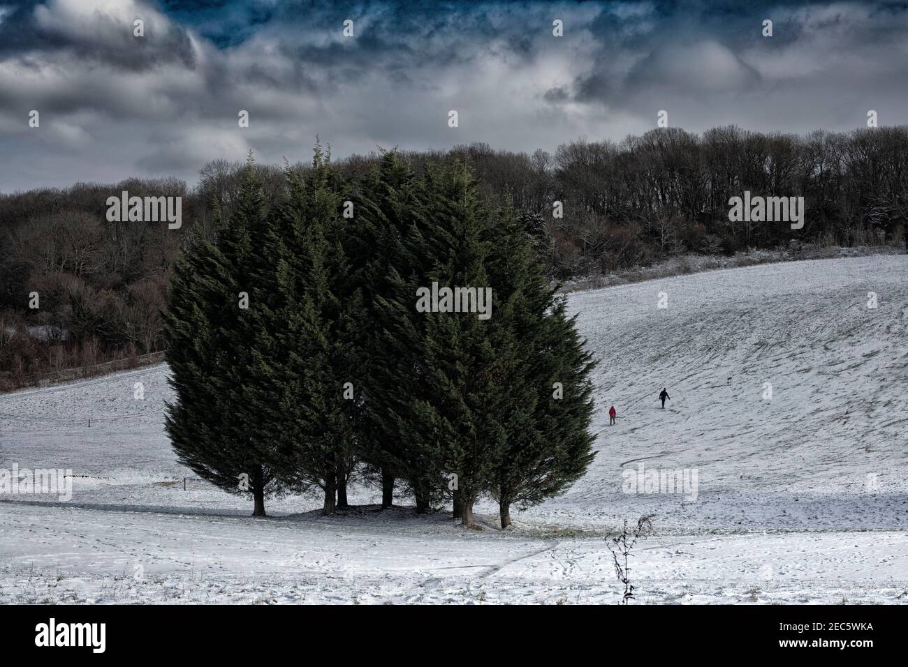 Snow covered open field with standing trees and moody grey/blue sky and ...