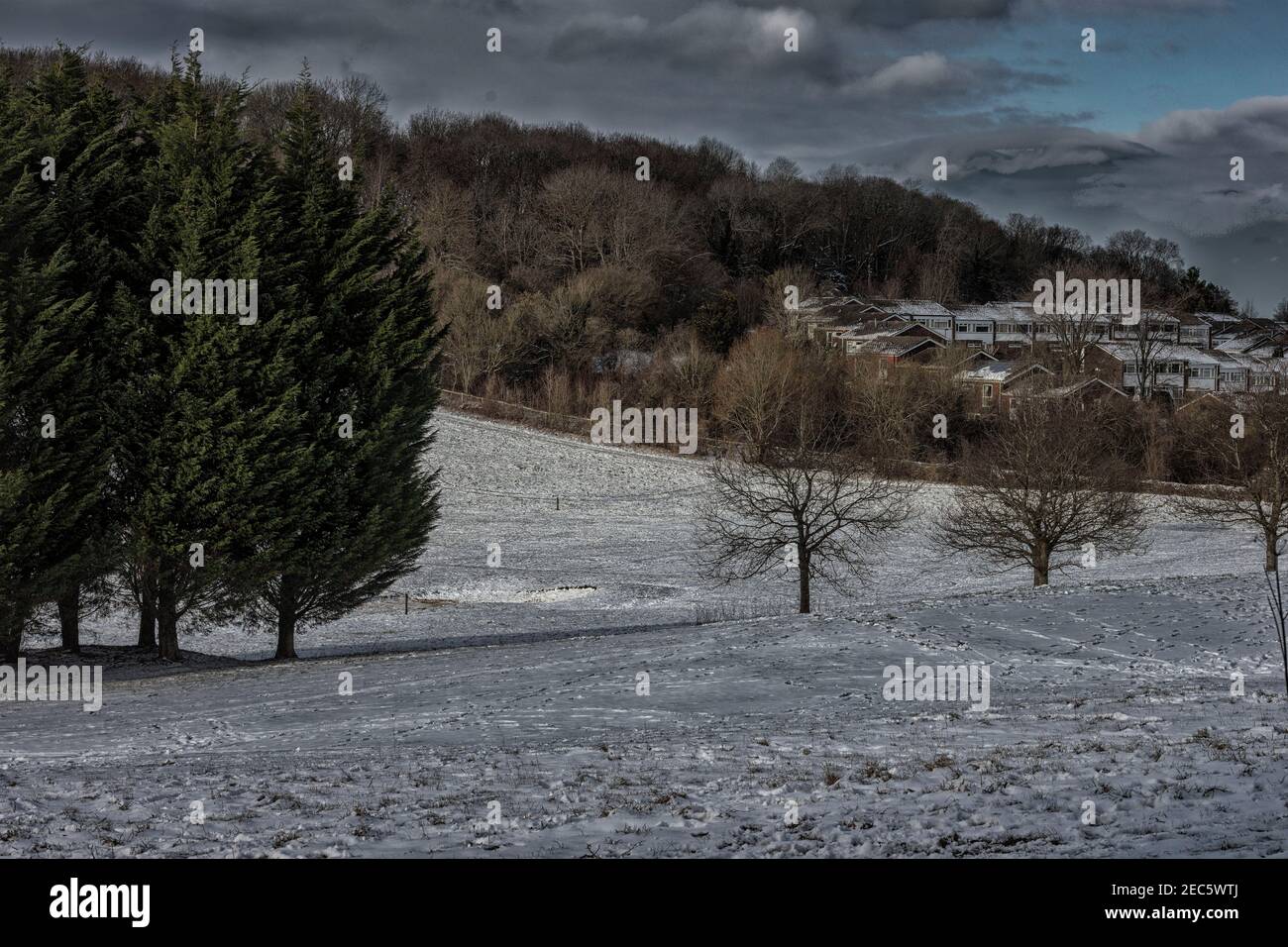 Snow covered open field with standing trees and moody grey/blue sky and ...