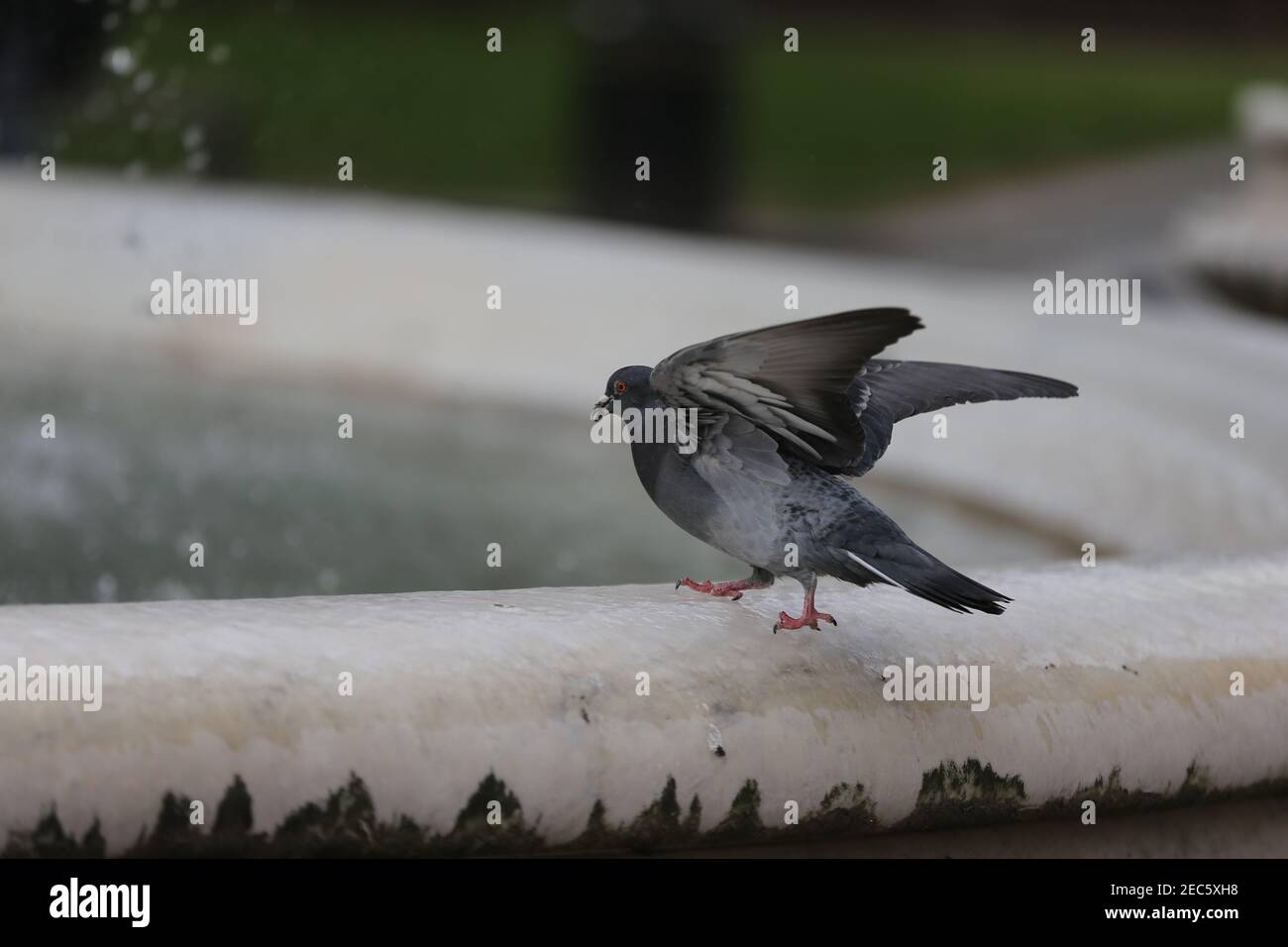 Animal monument london pigeon hi-res stock photography and images - Alamy