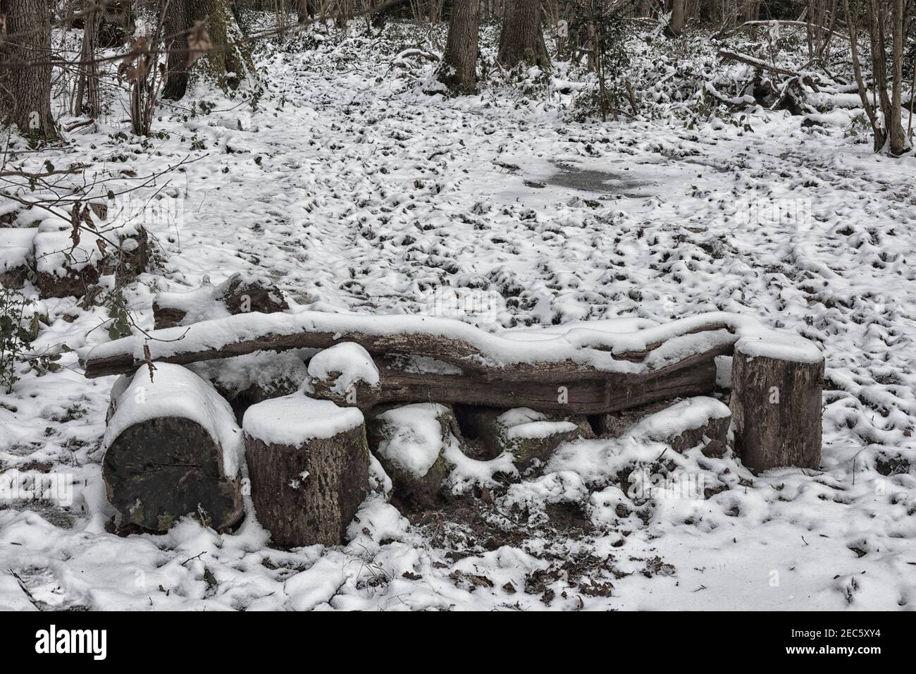 Dusting of snow in a woodland setting with weak winter sunshine Stock ...
