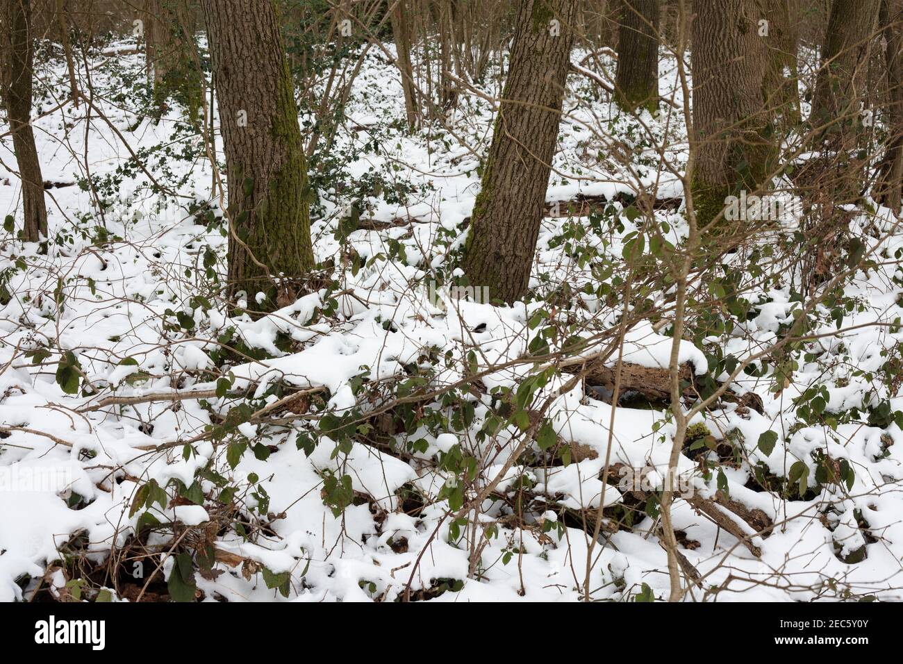 Dusting of snow in a woodland setting with weak winter sunshine Stock ...