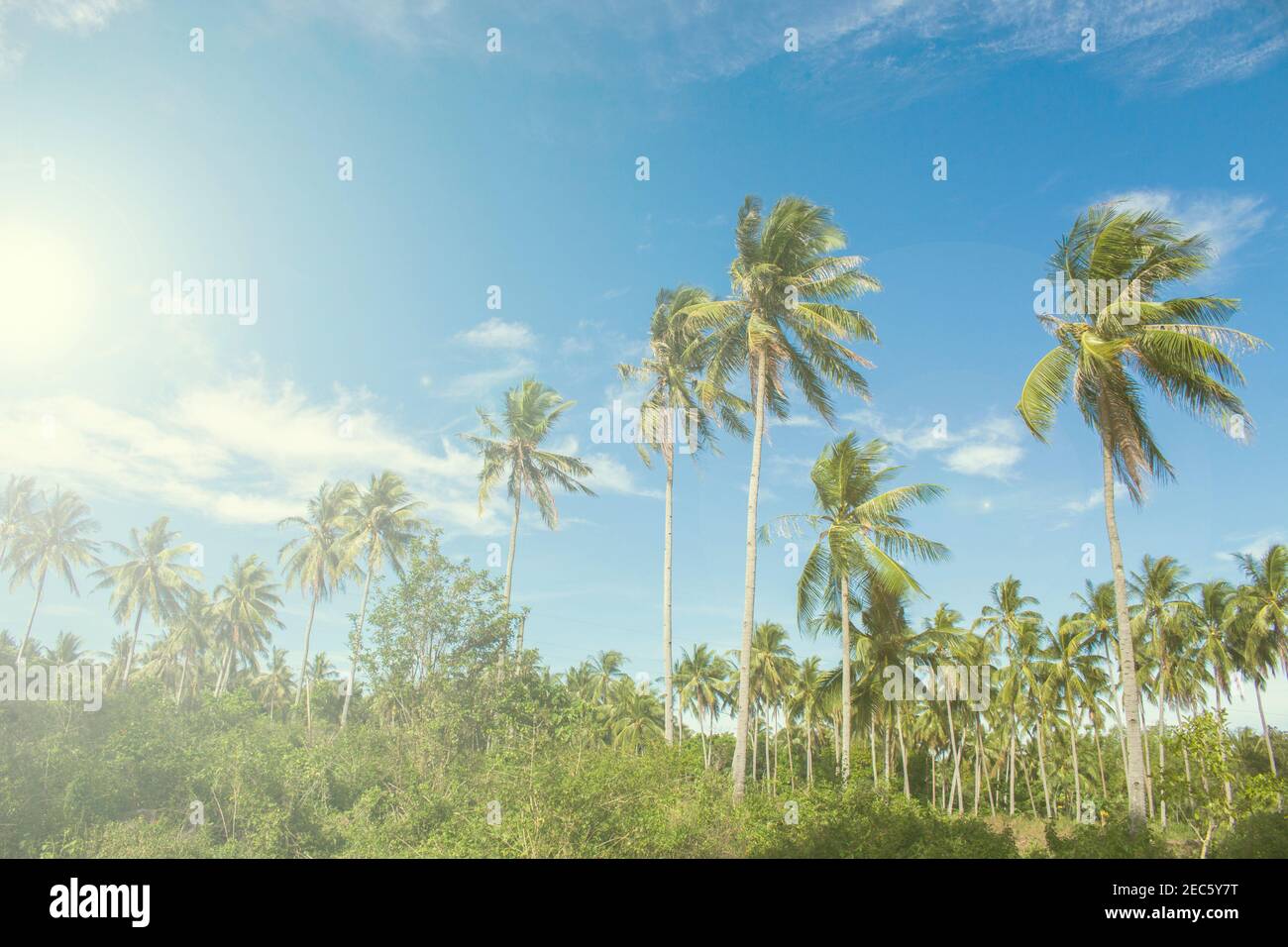 Palm tree in bright sun of tropical island. Blue sky background. Summer ...