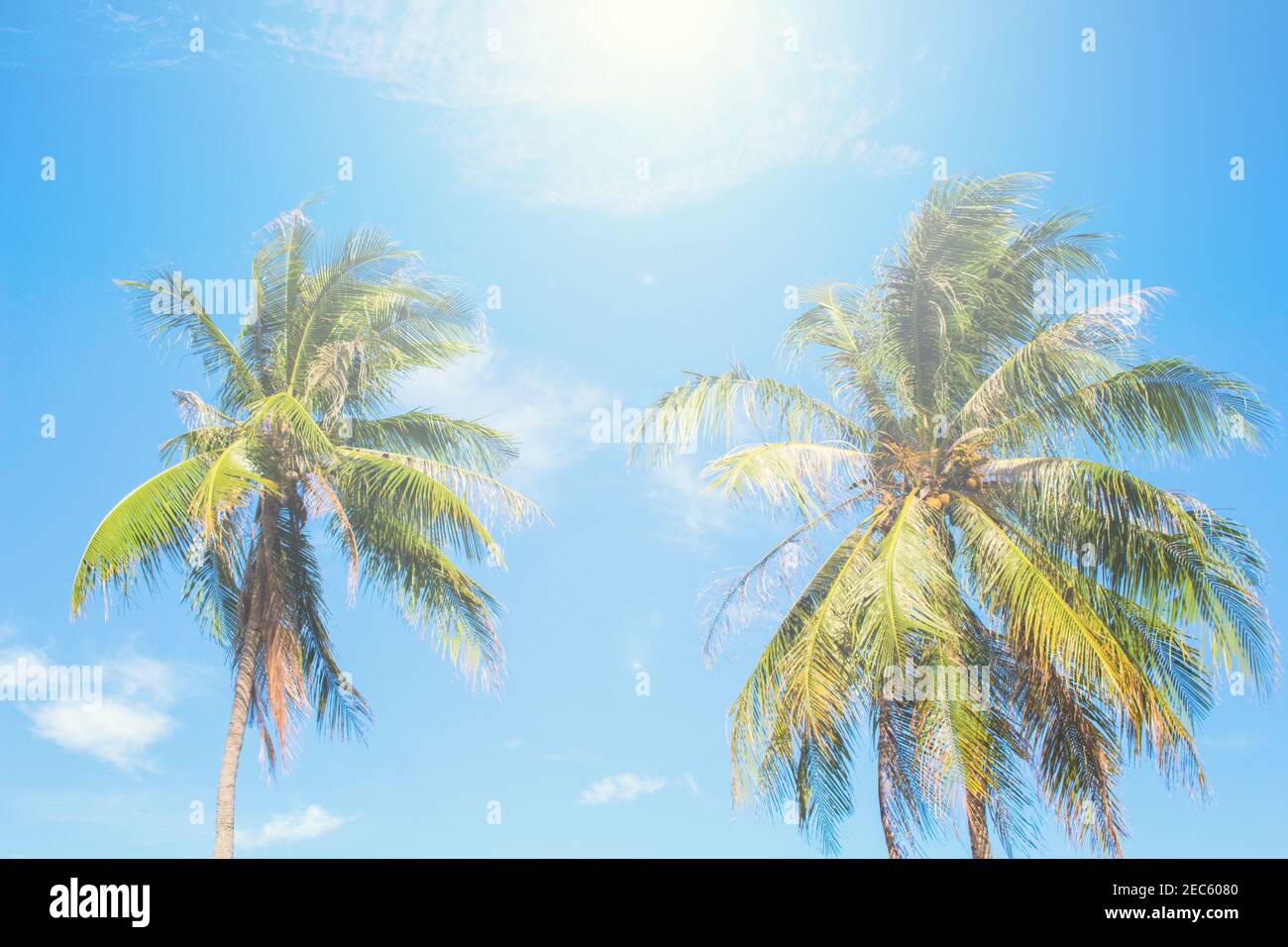Tropical island palm tree scene. Bright blue sky background. Summer ...