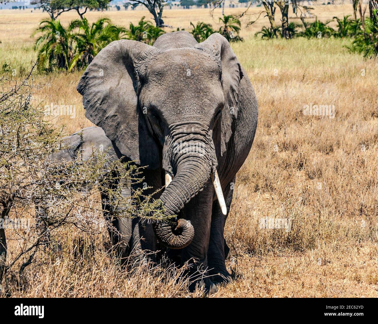 Elephants in the landscape of Tanzania Stock Photo - Alamy