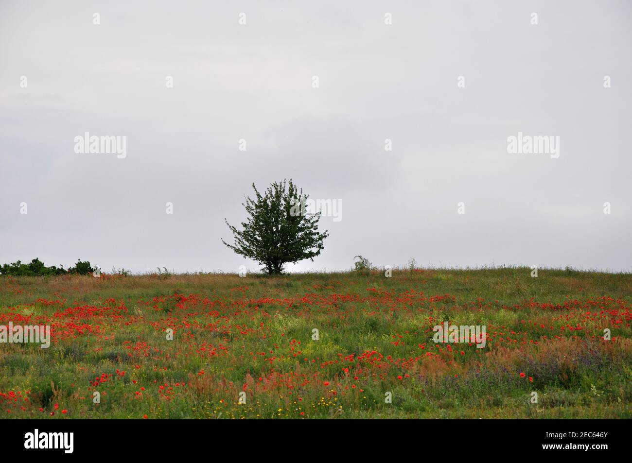 Die Wiesen in der Landschaft des Weltnaturerbes Mönchgut auf Rügen ...