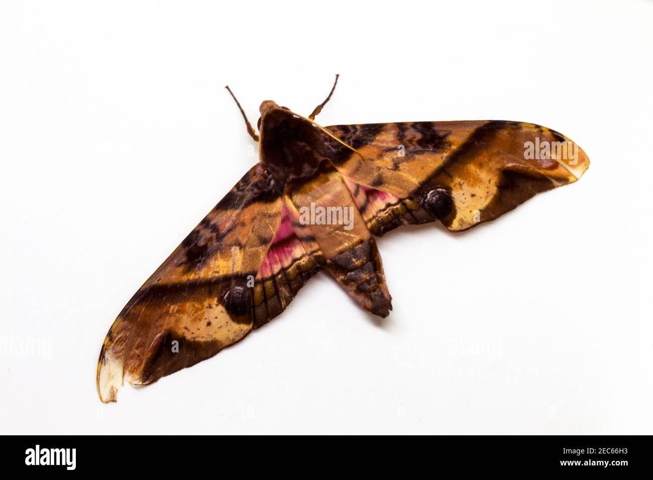 Privet hawk moth top view studio photo. Adult Sphingidae butterfly ...