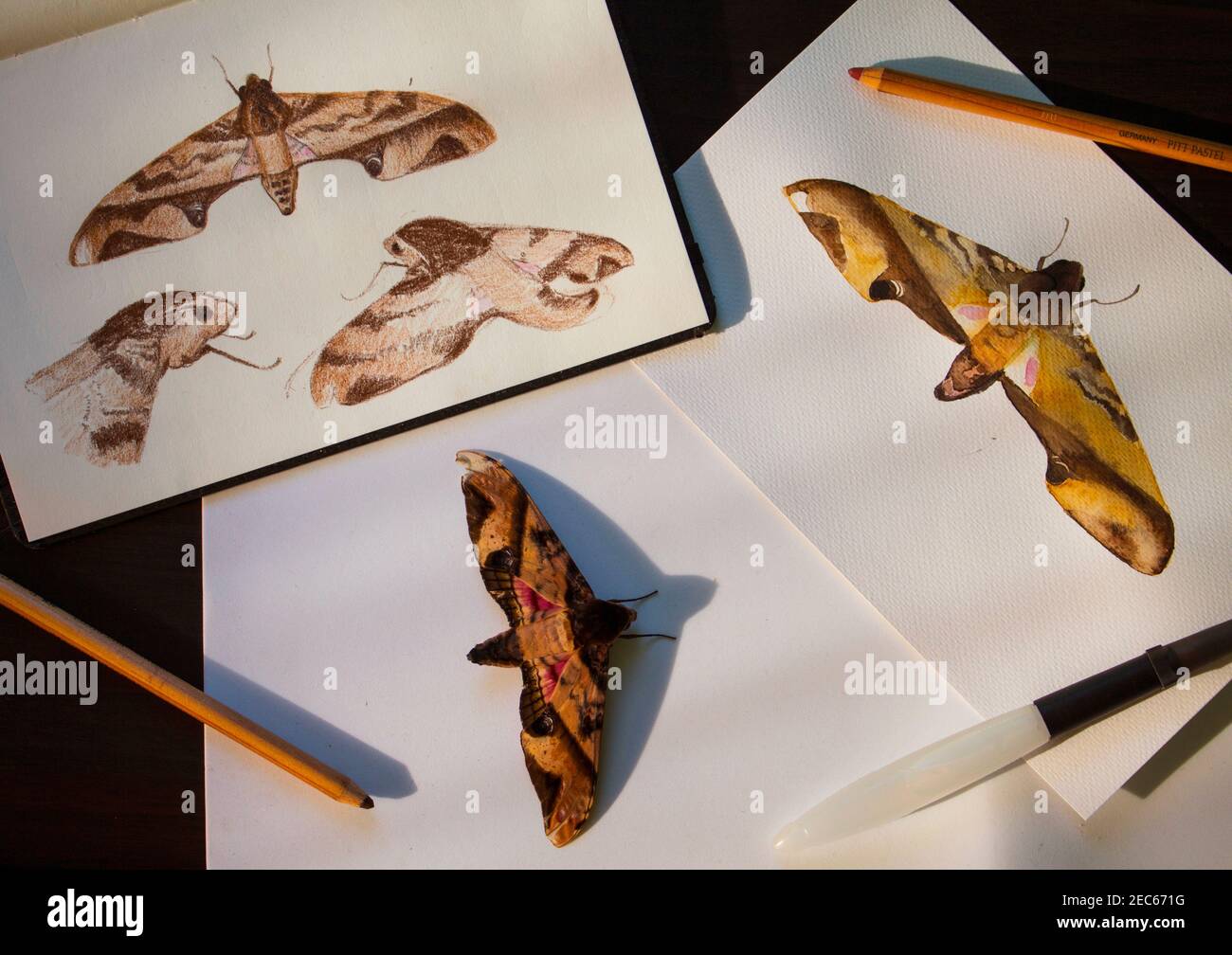 Privet hawk moth and hand-drawn illustrations. Tropical butterfly and ...