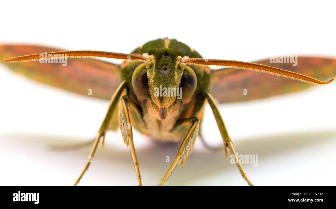 Green striped hawk moth with open wings macro photo. Adult Sphingidae ...