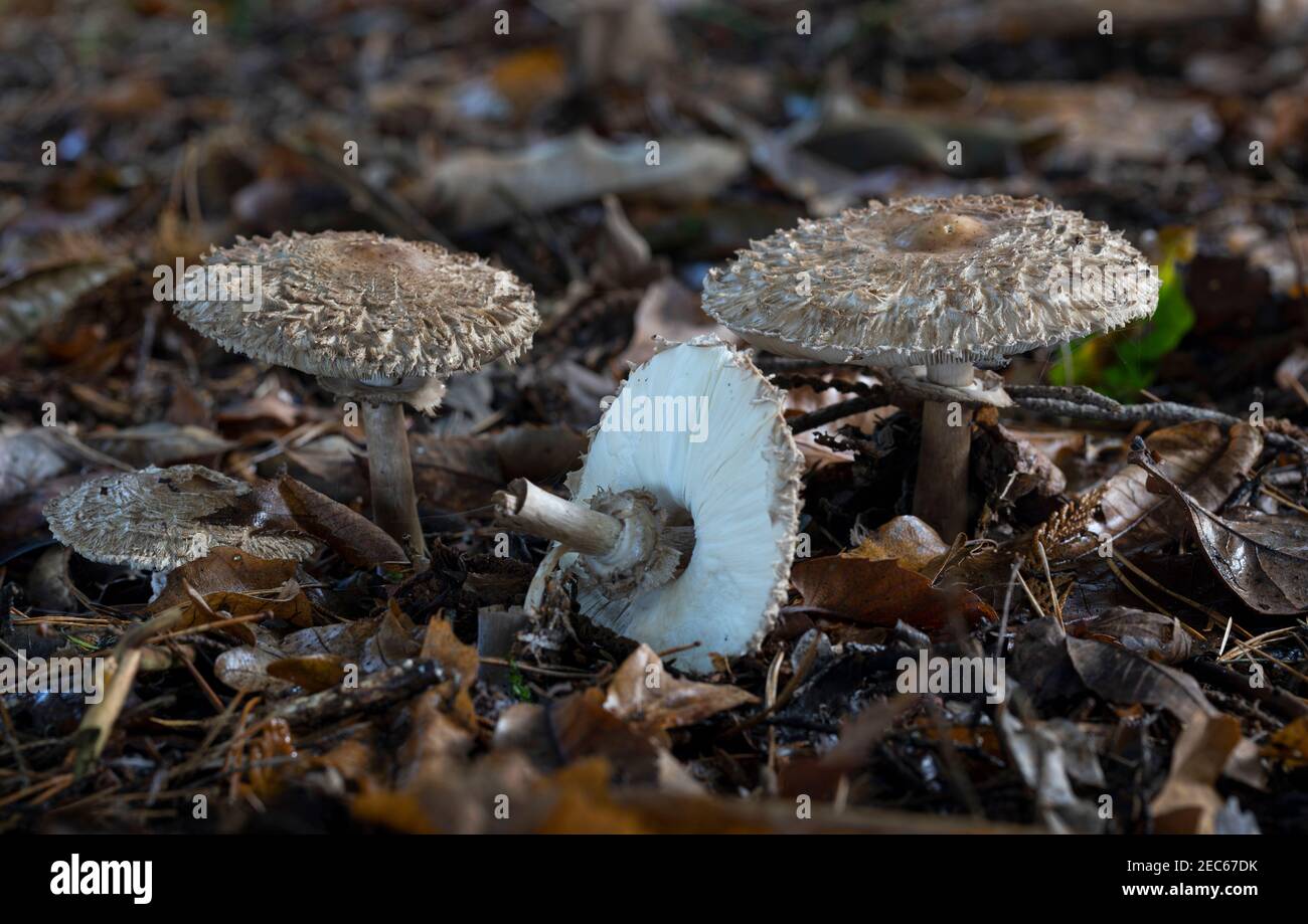 Uk mushrooms hi-res stock photography and images - Alamy