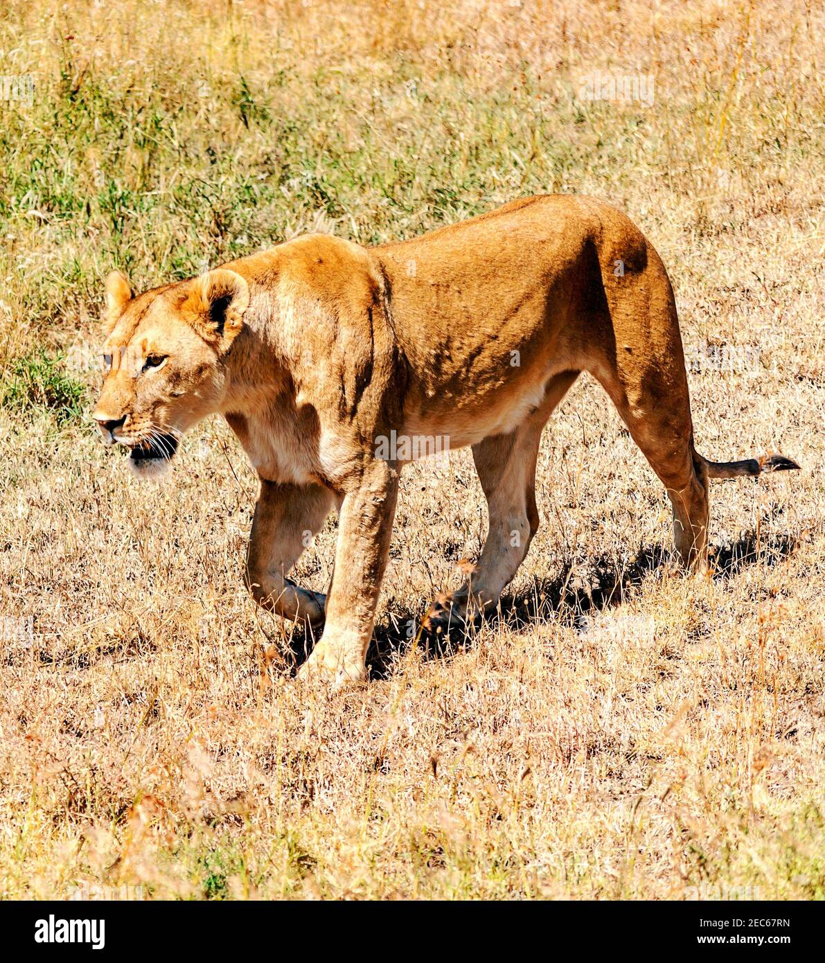 Lioness in the savanna national park of Tanzania Stock Photo - Alamy