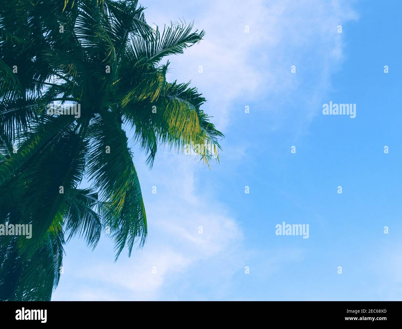 Palm tree crown with green fluffy leaves on blue sky. Green palm leaf ...