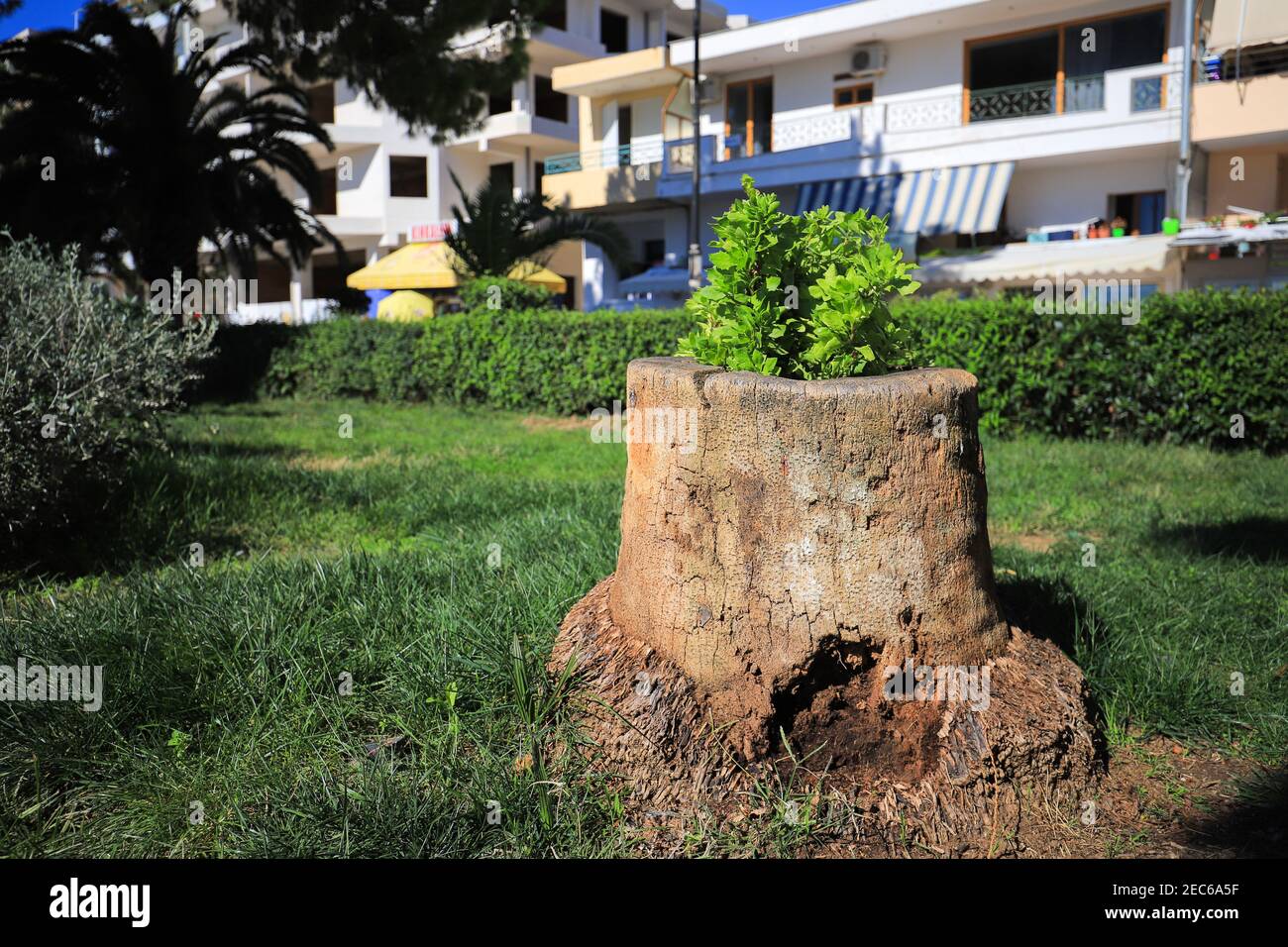 New grows tree from old tree stumps Stock Photo - Alamy
