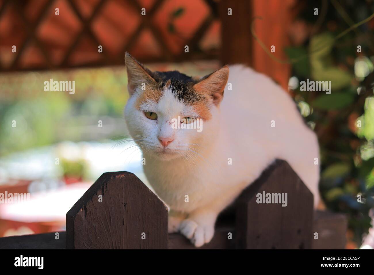 The sadness cat is sitting on the fence Stock Photo - Alamy