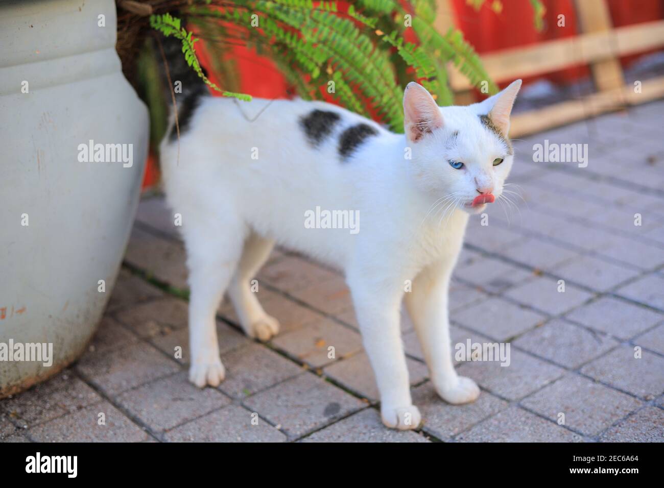 Funny white cat on the street in city Stock Photo - Alamy